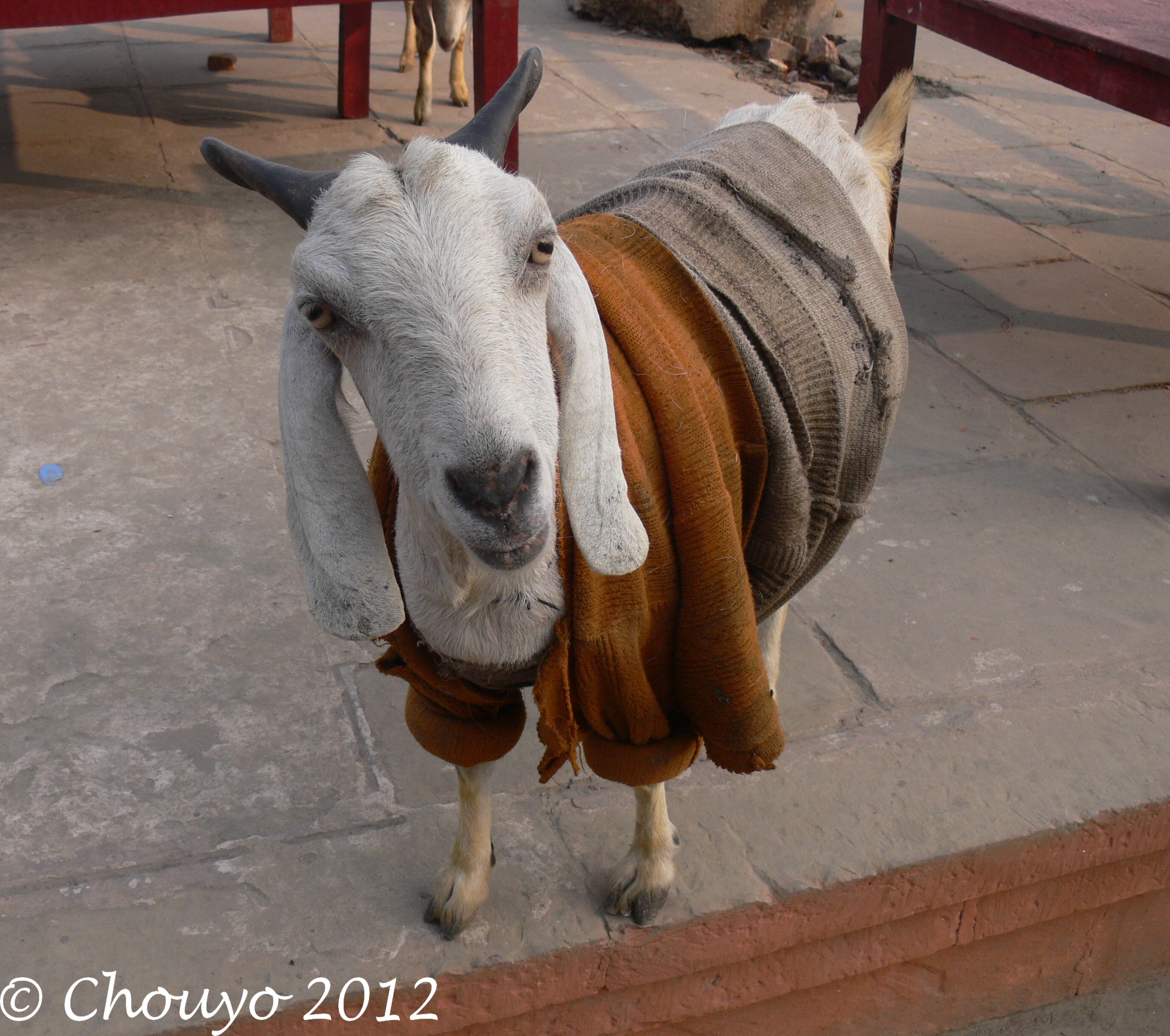 In Goat We Trust – Chouyo's World